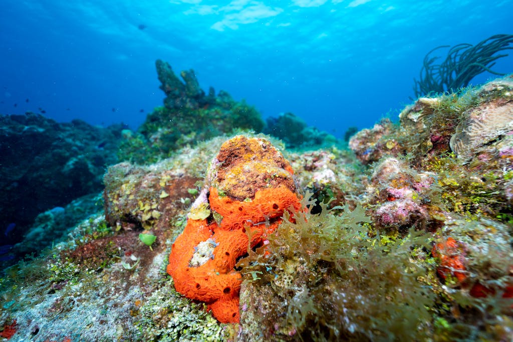 Diving in Cozumel — Sam Soffes