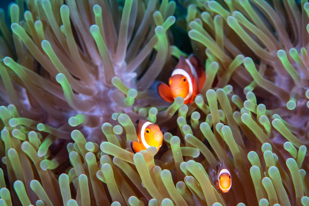 Diving in The Philippines — Sam Soffes